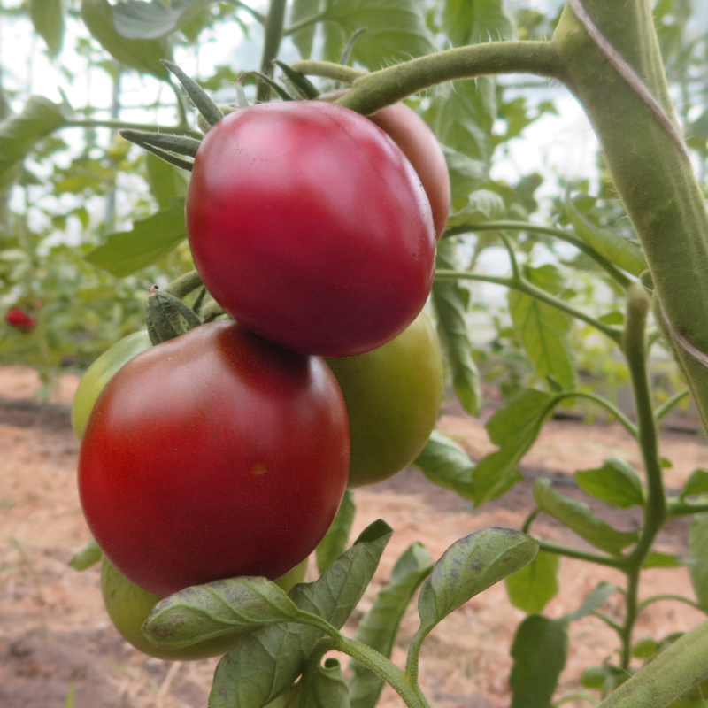 Saatgut / Samen von der Tomate Purple Prince