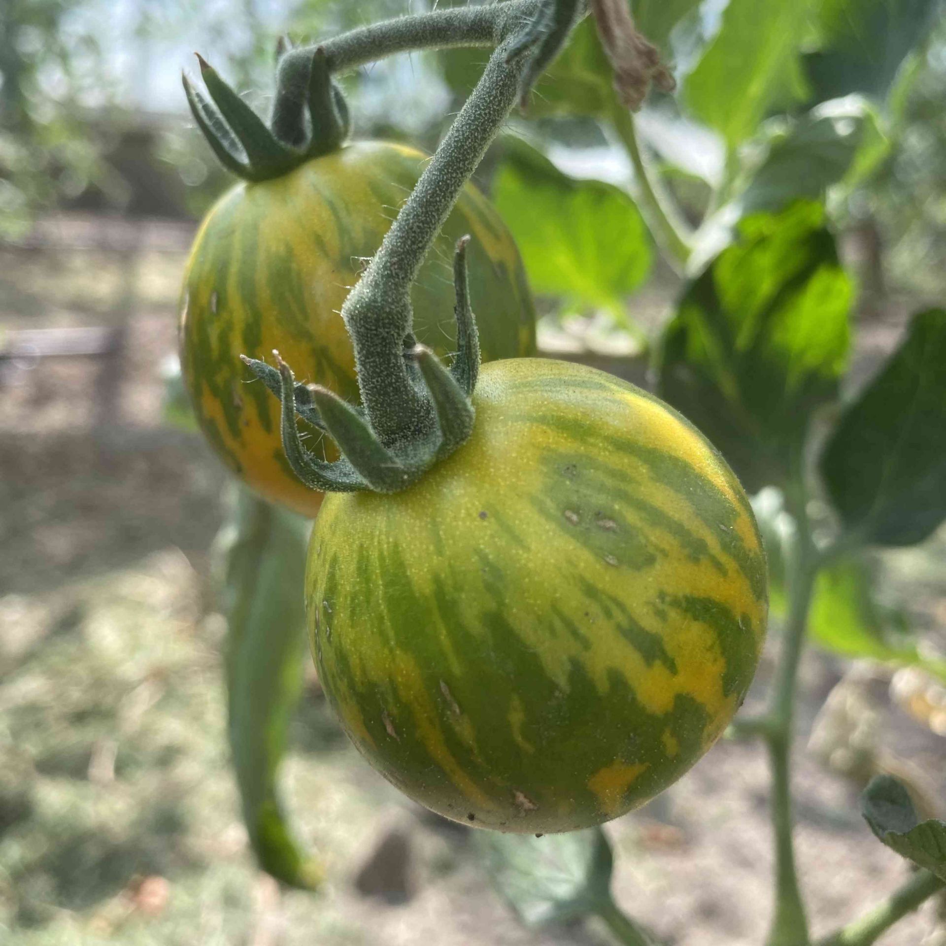 Saatgut / Samen von der Tomate Green Zebra Cherry