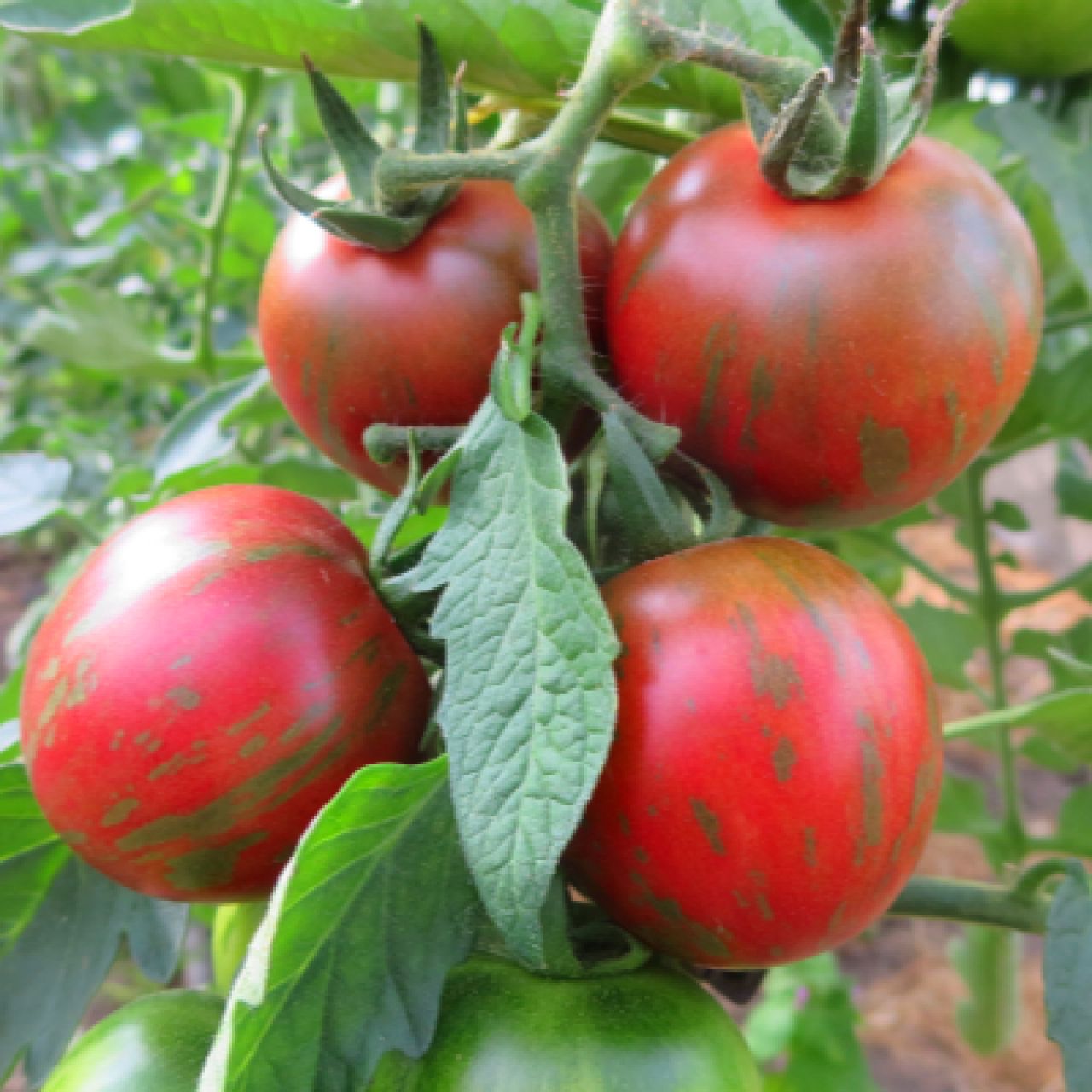 Saatgut / Samen von der Tomate Violet Jasper