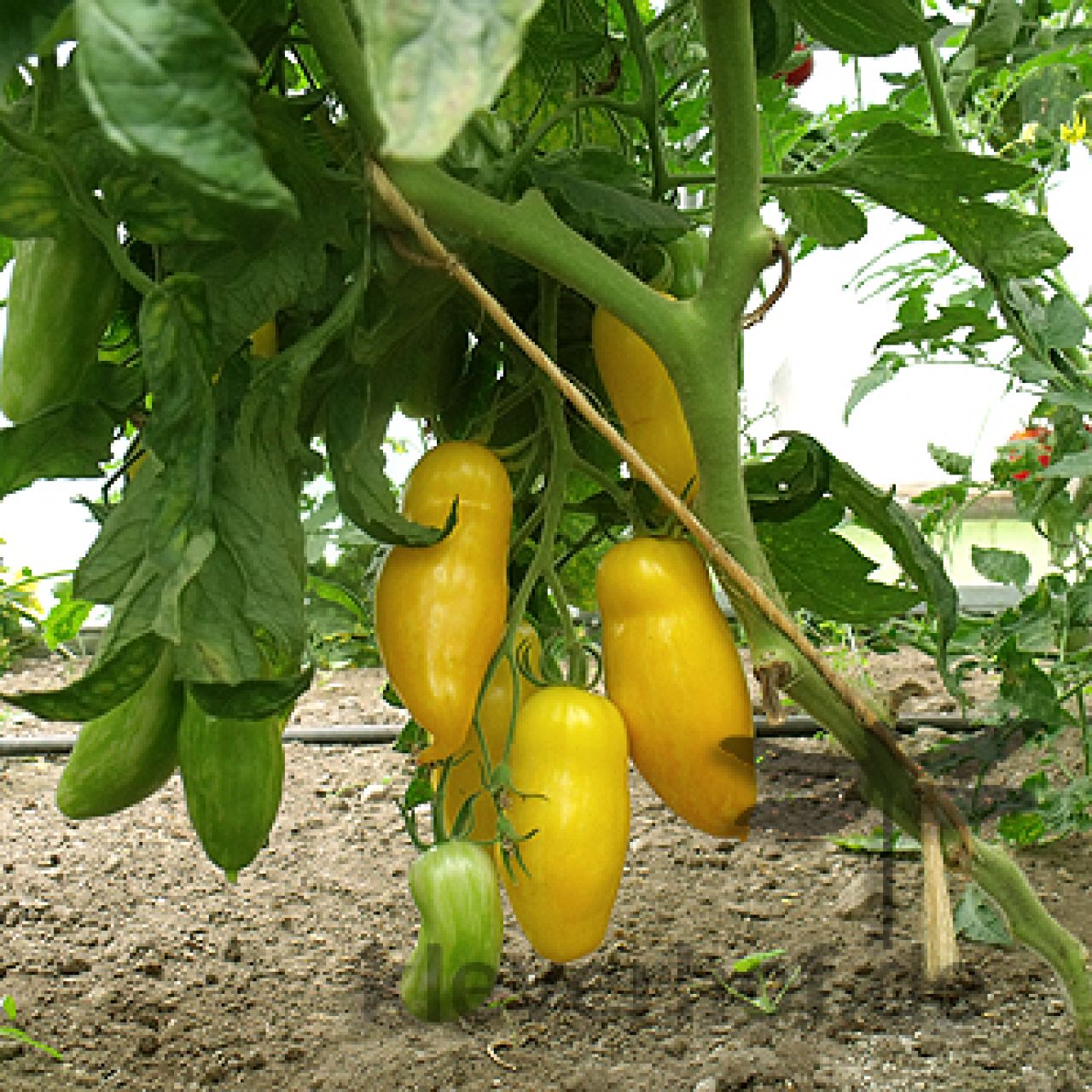 Saatgut / Samen von der Tomate Banana Legs